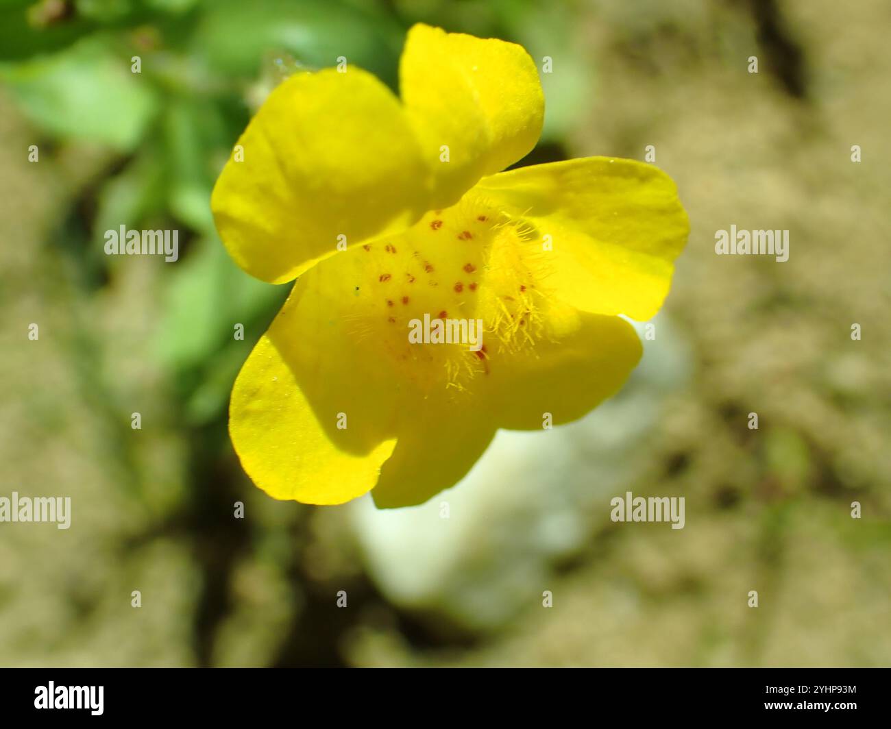 Tiling's Monkeyflower (Erythranthe tilingii Stock Photo - Alamy