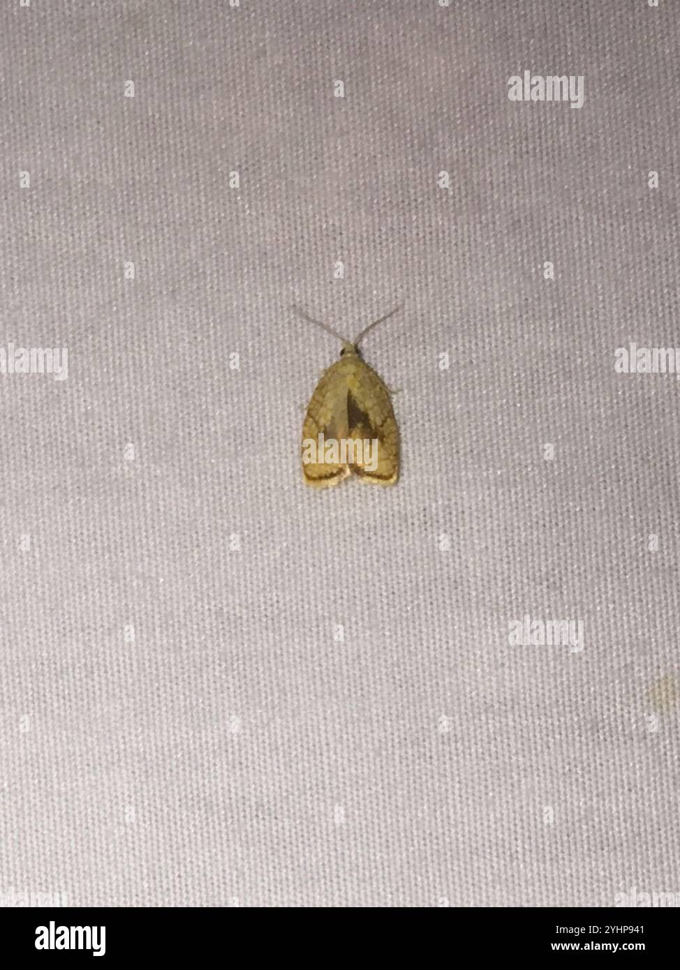 Maple Leaftier Moth (Acleris forsskaleana Stock Photo - Alamy