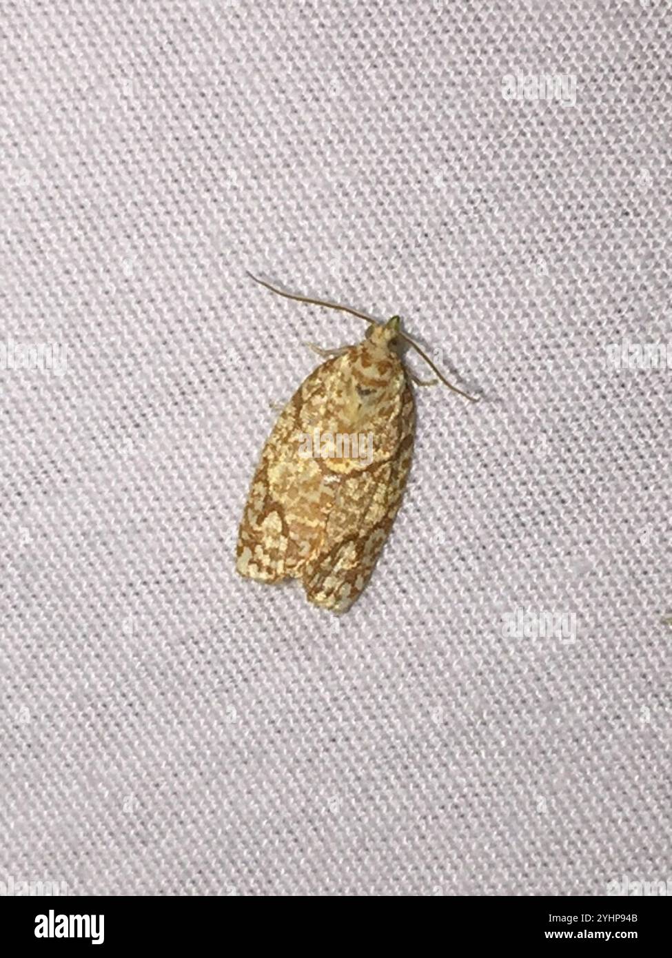 Yellow-winged Oak Leafroller Moth (Argyrotaenia quercifoliana Stock ...