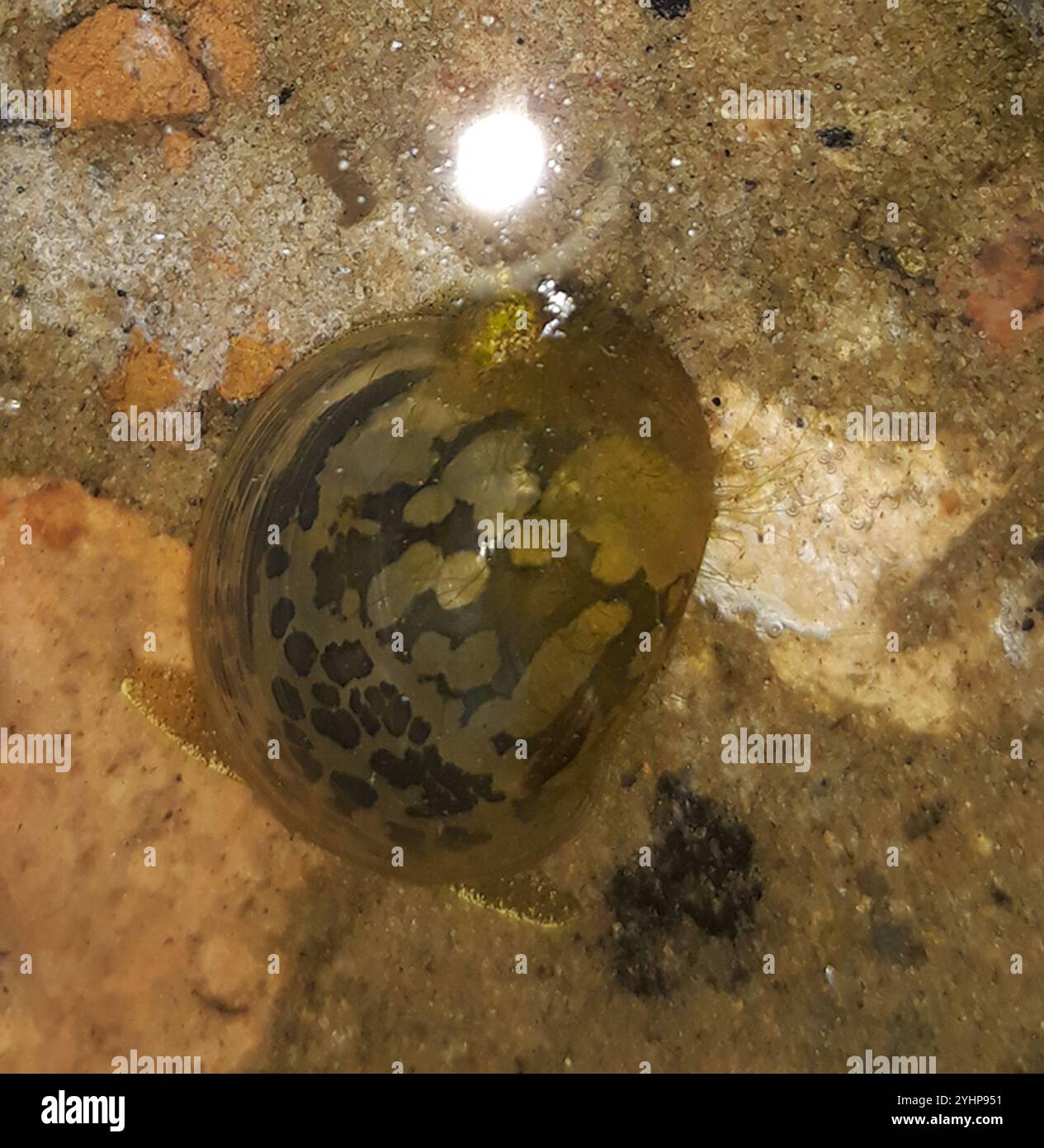 Big-eared Radix (Radix auricularia Stock Photo - Alamy