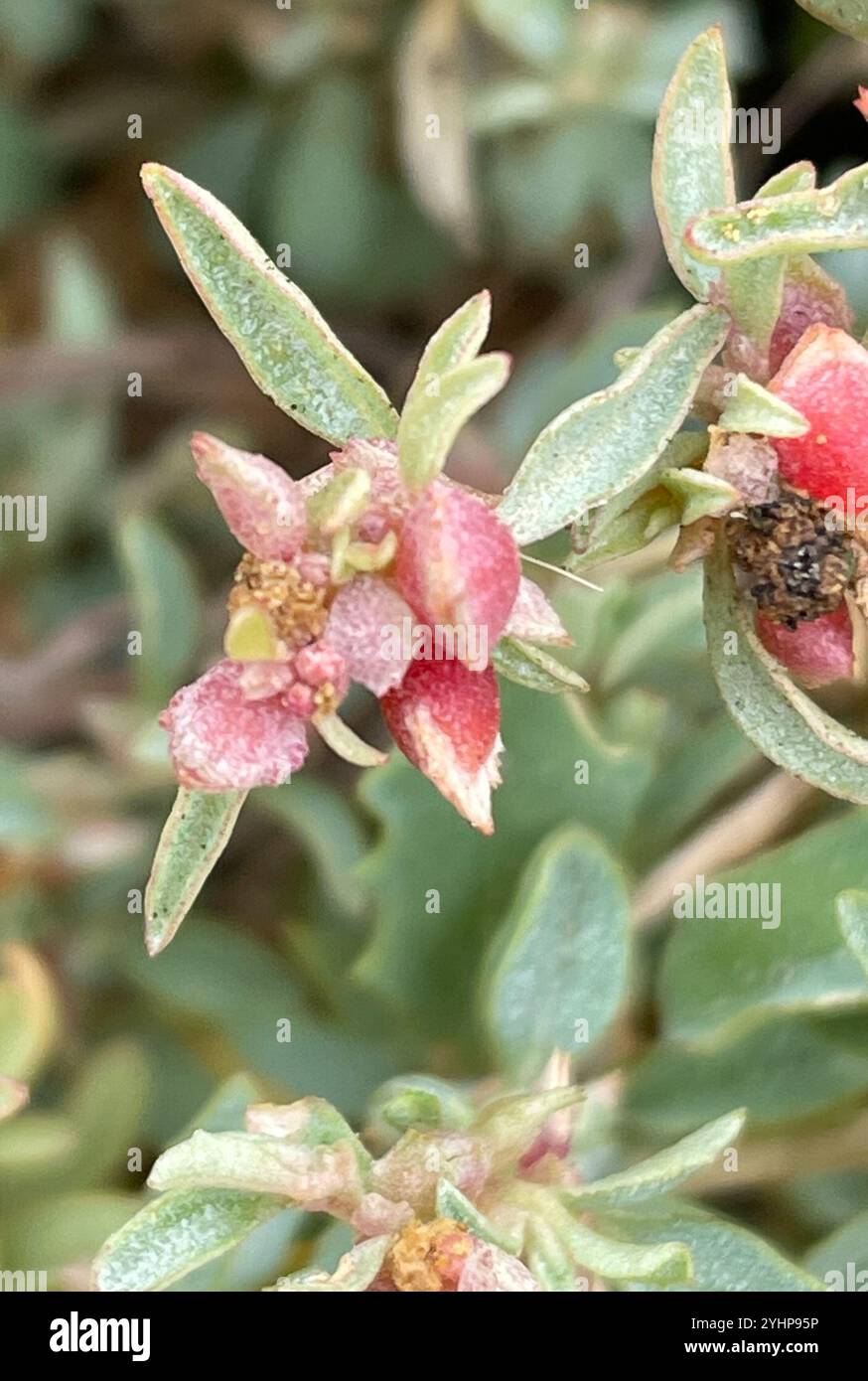 berry saltbush (Atriplex semibaccata Stock Photo - Alamy