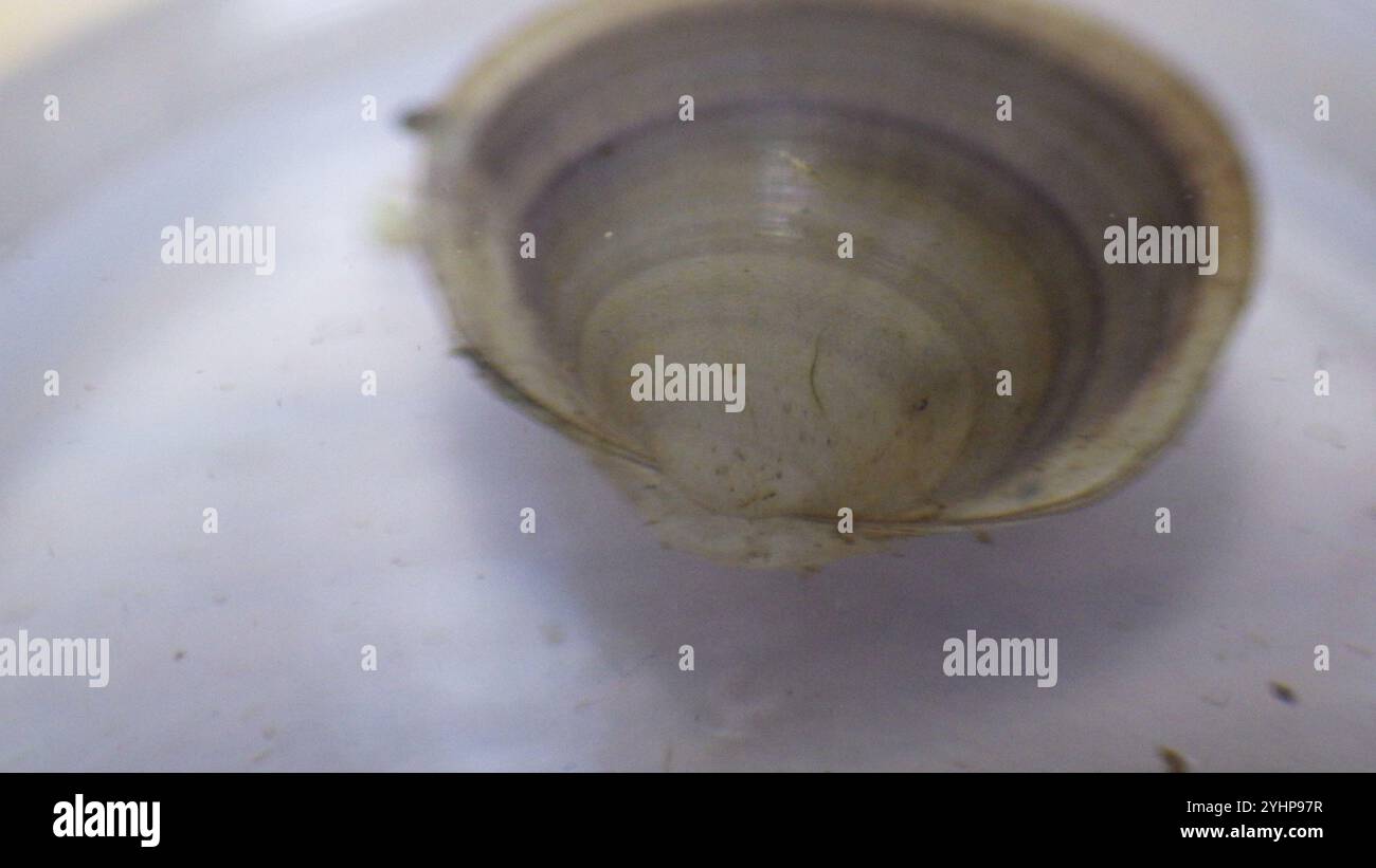 Pea Clams (Sphaeriidae Stock Photo - Alamy