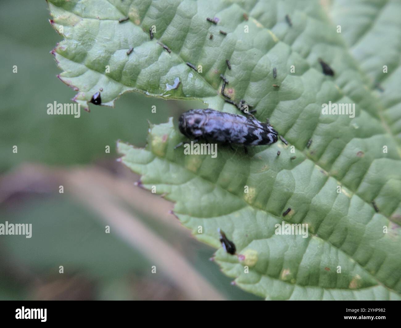 Coraebus hi-res stock photography and images - Alamy