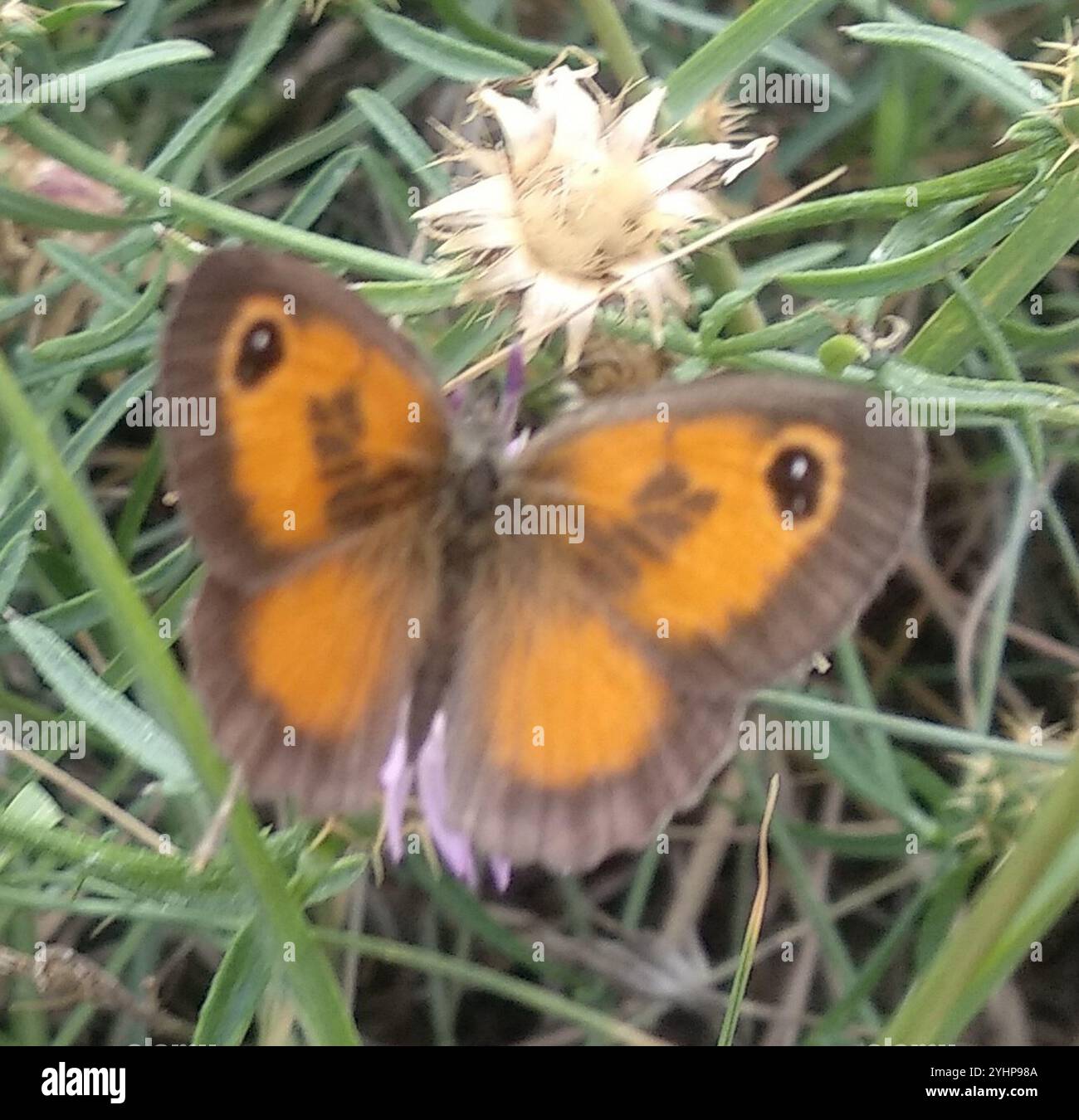 Southern Gatekeeper (Pyronia cecilia Stock Photo - Alamy