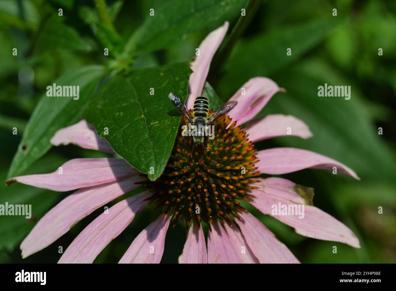 Pugnacious leafcutter bee hi-res stock photography and images - Alamy