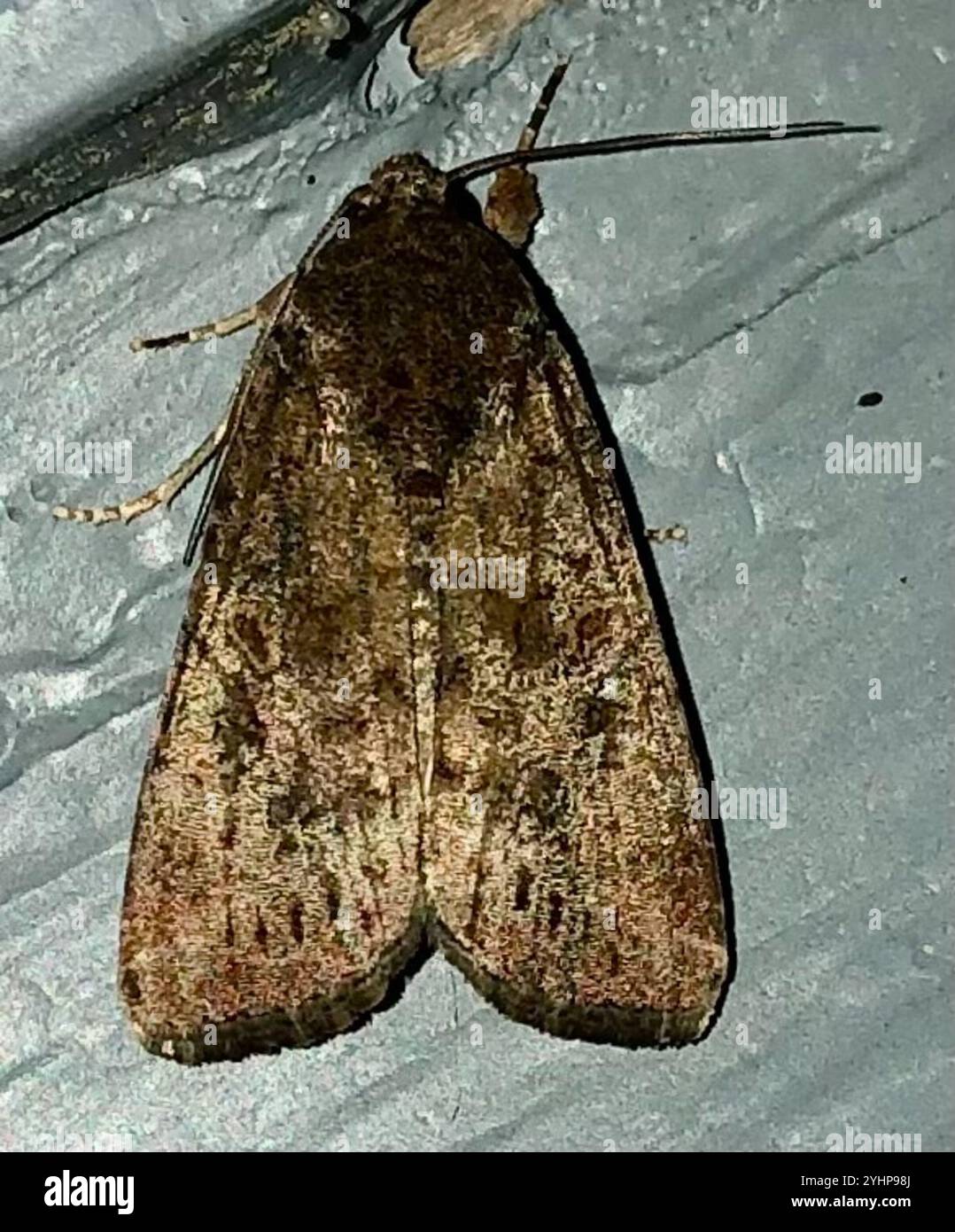 Cutworms and Dart Moths (Noctuinae Stock Photo - Alamy