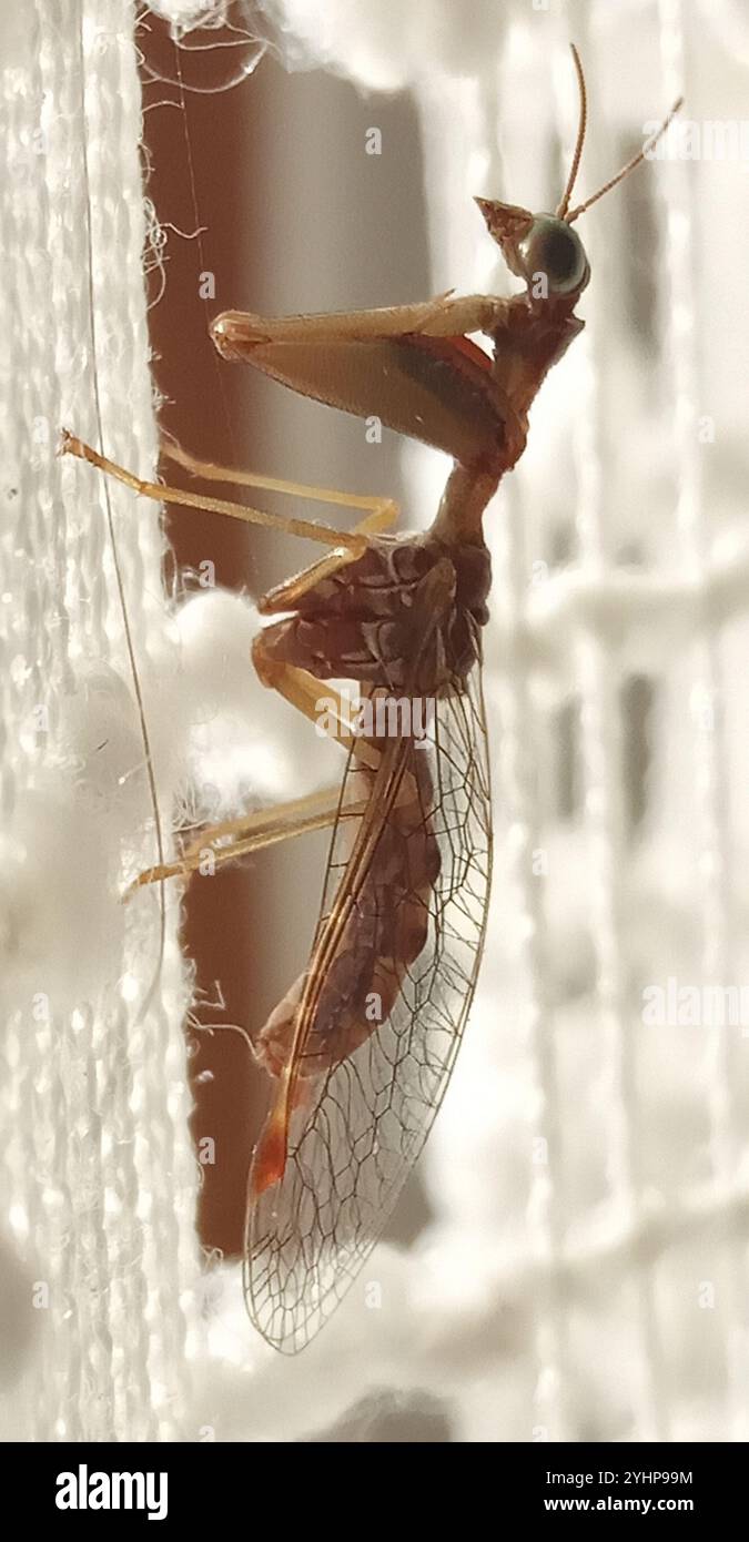 Styrian praying lacewing (Mantispa styriaca Stock Photo - Alamy