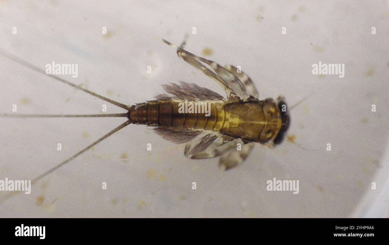 Orange Cahill (Stenacron interpunctatum Stock Photo - Alamy