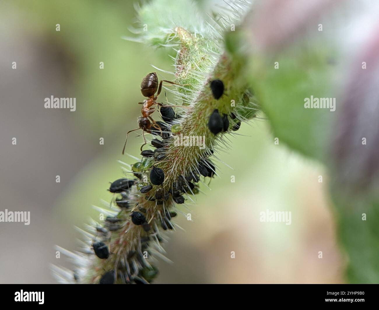 central european bicolored ant (Lasius emarginatus Stock Photo - Alamy