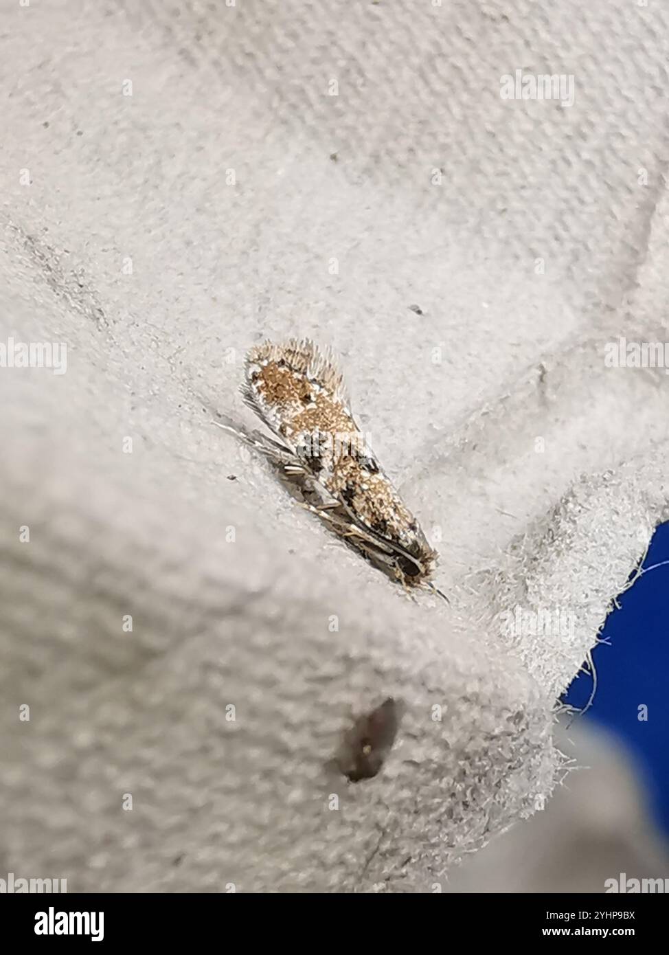 Cork moth nemapogon cloacella hi-res stock photography and images - Alamy