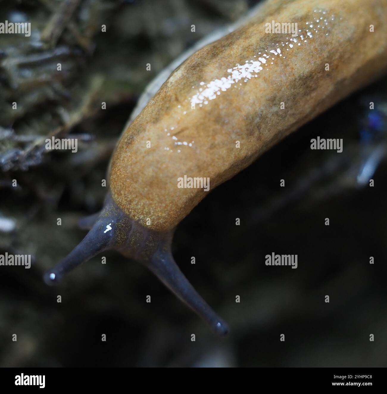 Western Dusky Slug (Arion subfuscus Stock Photo - Alamy