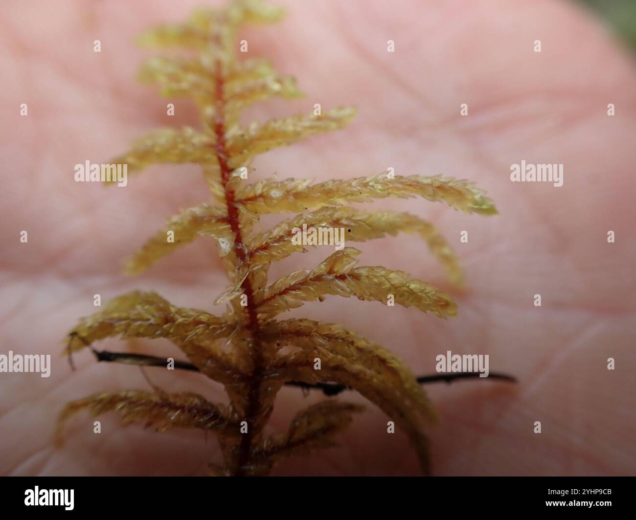 Red-stemmed Feather Moss (Pleurozium schreberi Stock Photo - Alamy