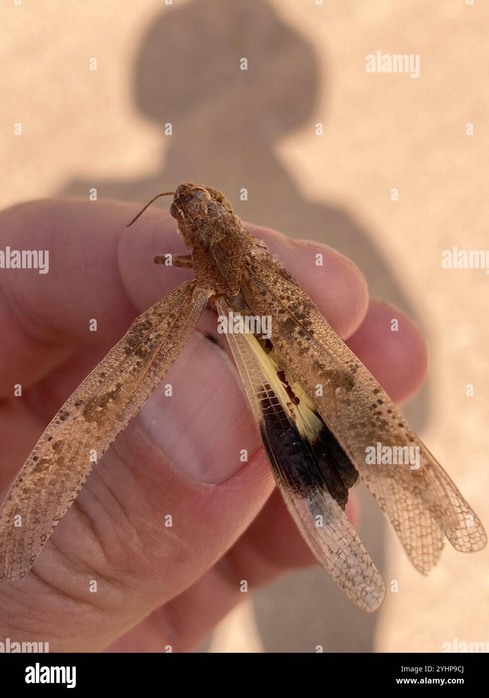 Spharagemon hi-res stock photography and images - Alamy