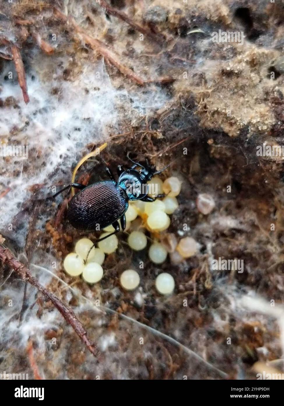 Sphaeroderus hi-res stock photography and images - Alamy