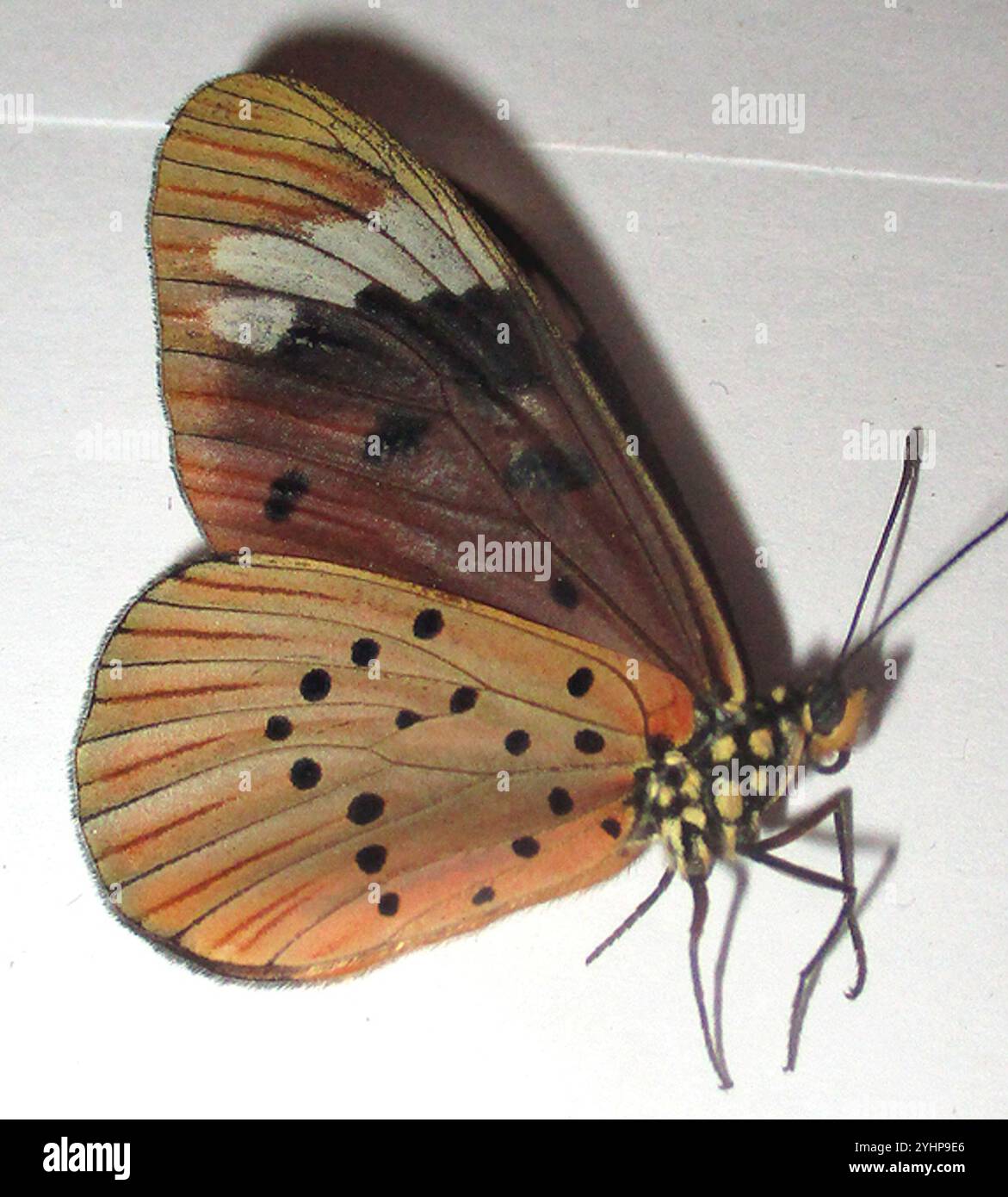 Common Mimic Acraea (Telchinia encedon encedon Stock Photo - Alamy