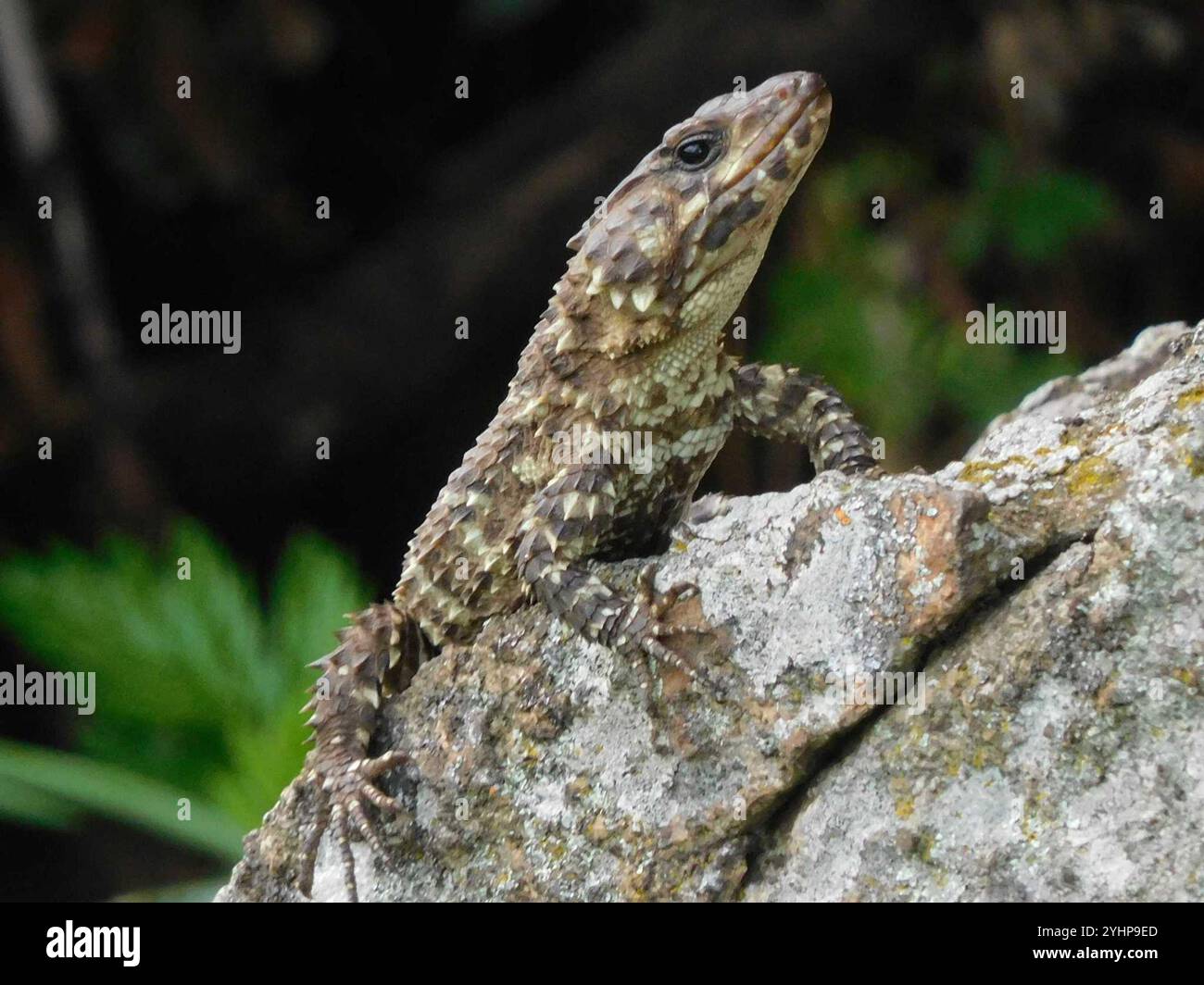 Van Dam’s Girdled Lizard (Smaug vandami Stock Photo - Alamy