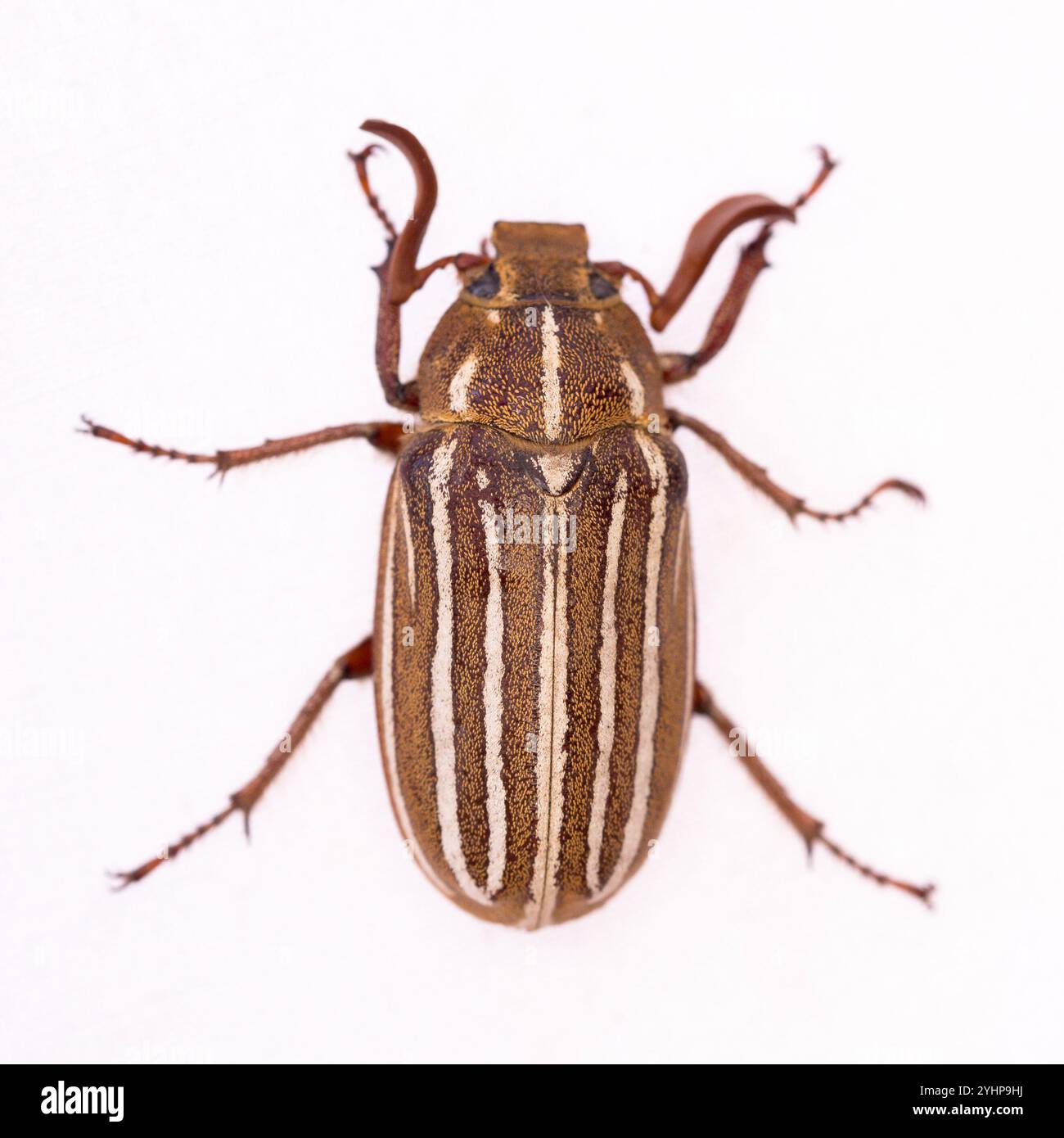 Ten-lined June Beetle (Polyphylla decemlineata Stock Photo - Alamy