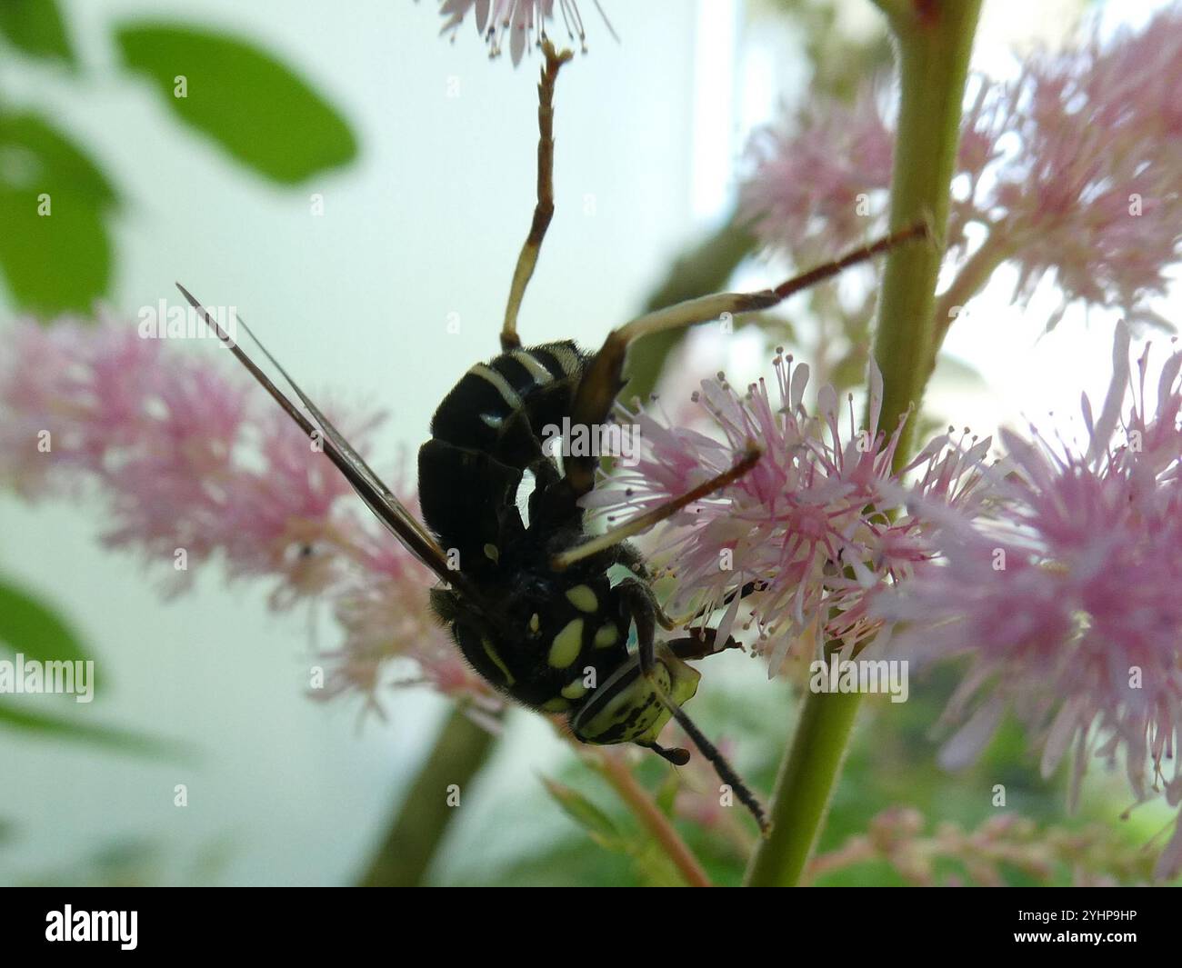 Bald-faced Hornet Fly (Spilomyia fusca Stock Photo - Alamy