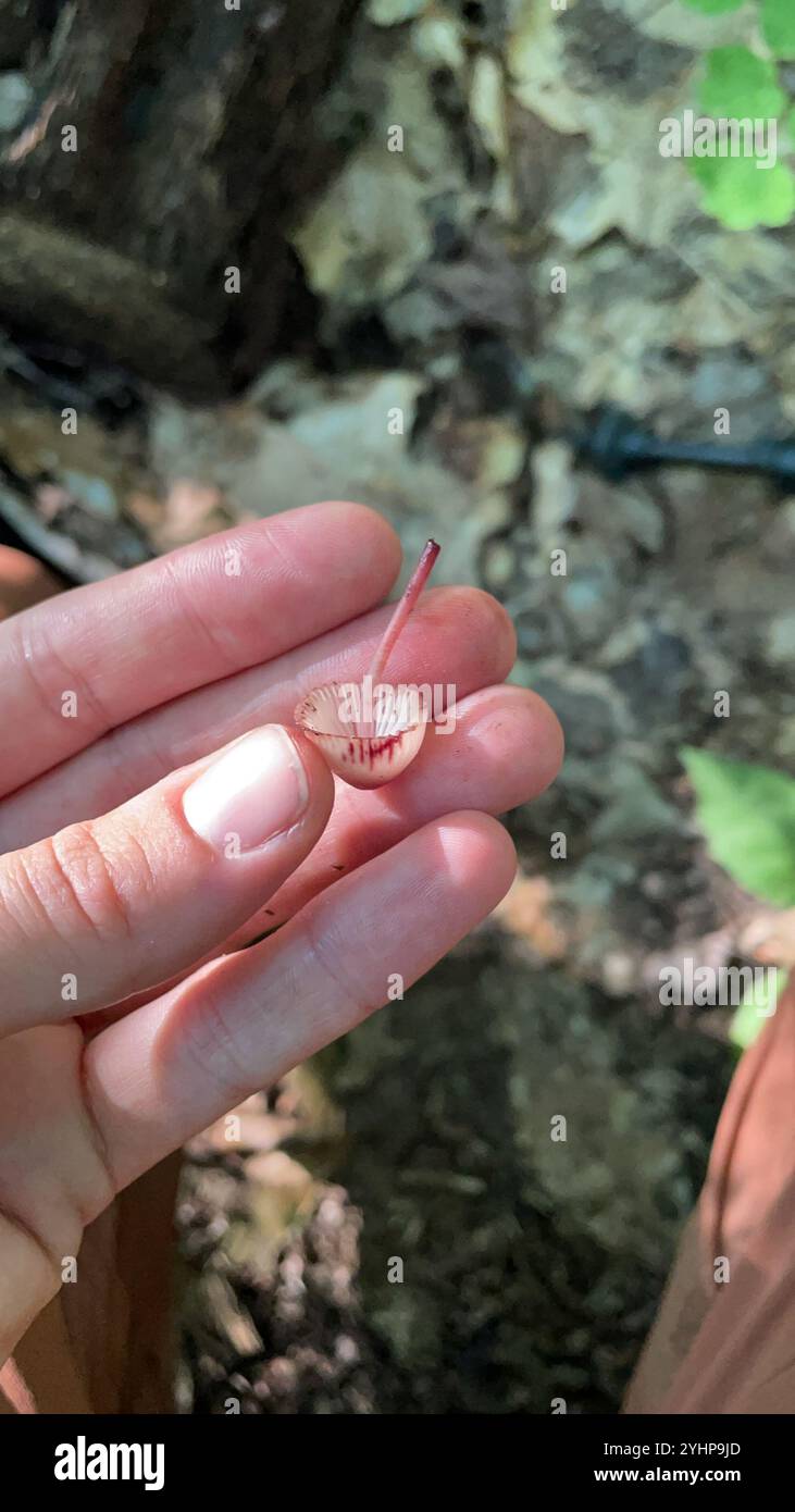 Bleeding Fairy Helmet (Mycena haematopus Stock Photo - Alamy