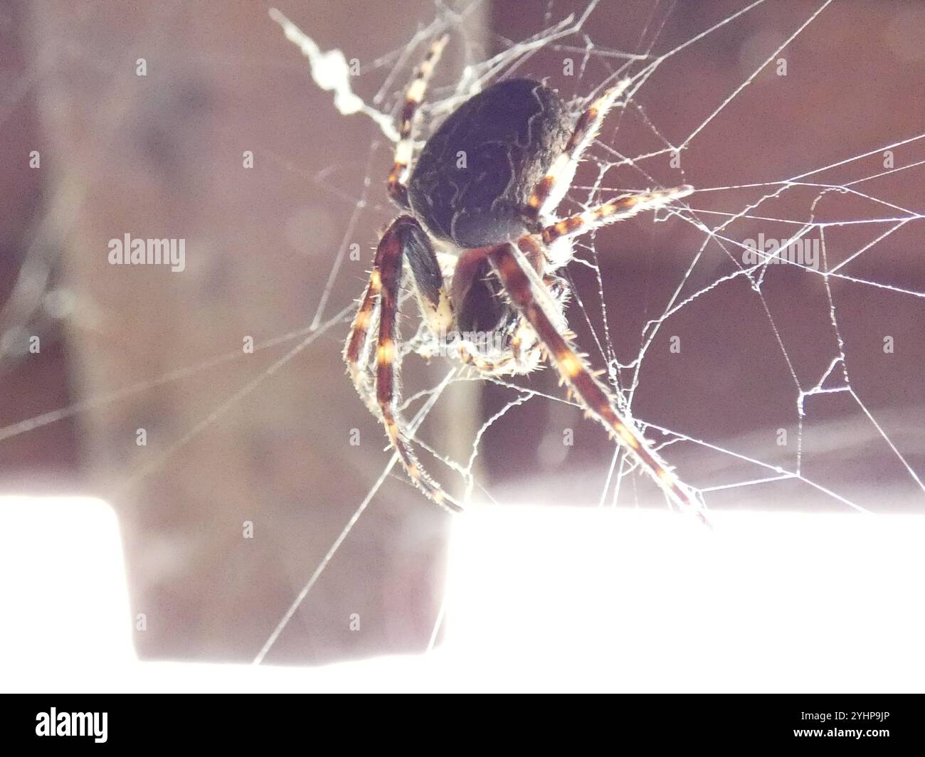 Grey Cross Spider (Larinioides sclopetarius Stock Photo - Alamy