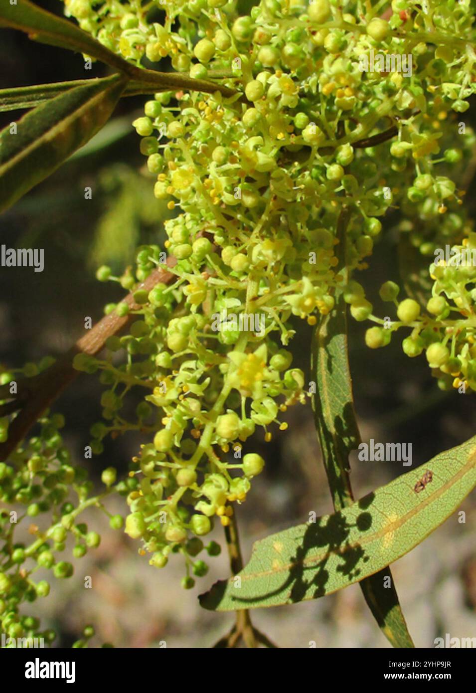 african sumac (Searsia lancea Stock Photo - Alamy