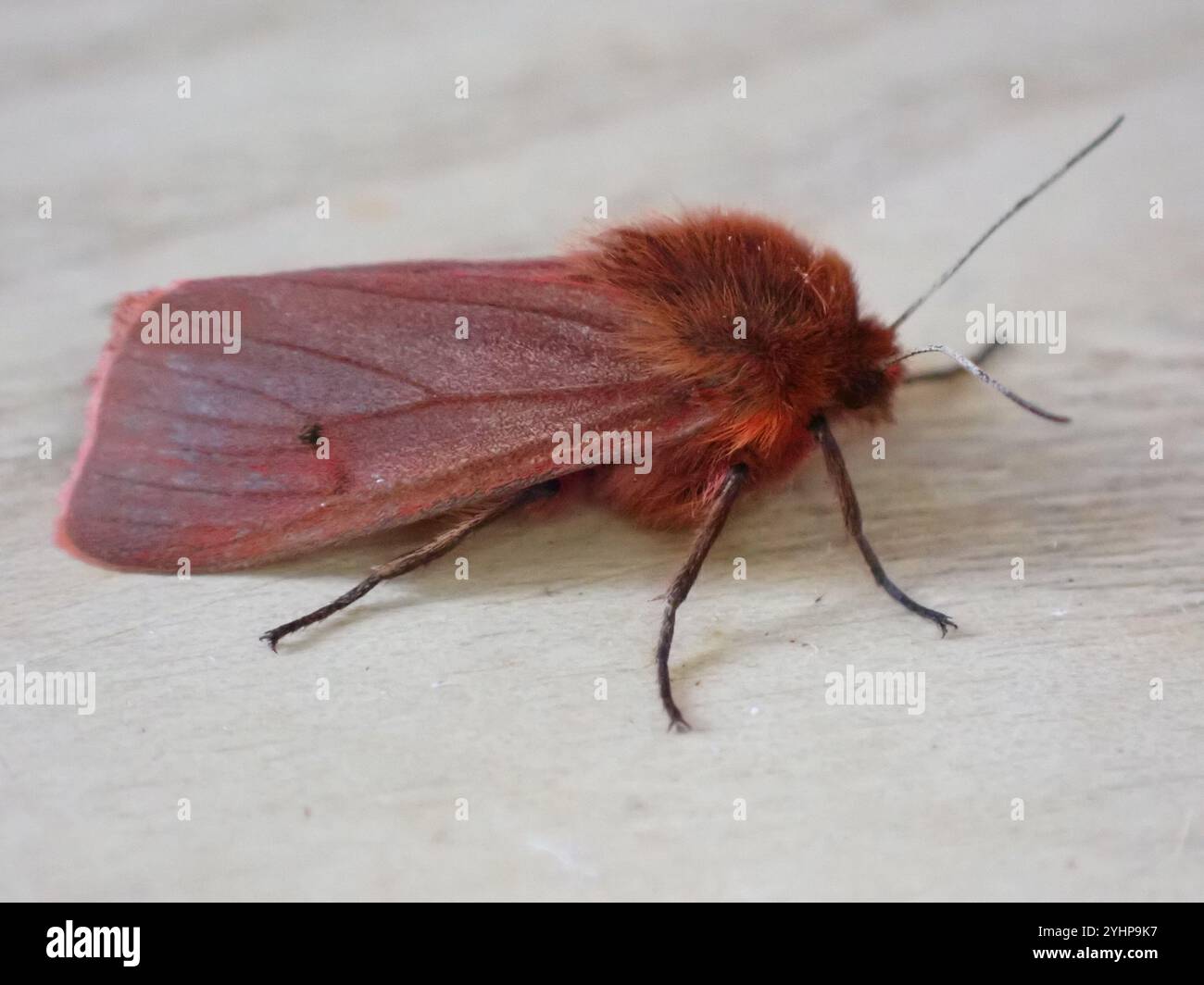 Ruby Tiger Moth (Phragmatobia fuliginosa Stock Photo - Alamy