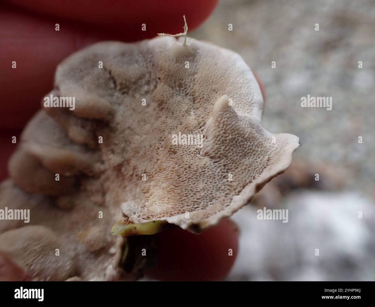 shelf fungi (Polyporales Stock Photo - Alamy