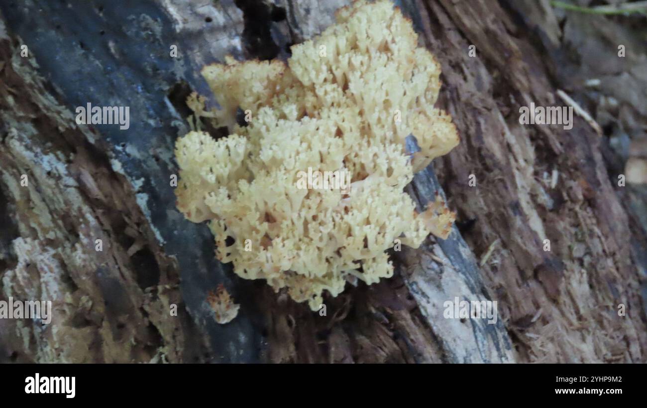 crown-tipped coral fungus (Artomyces pyxidatus Stock Photo - Alamy