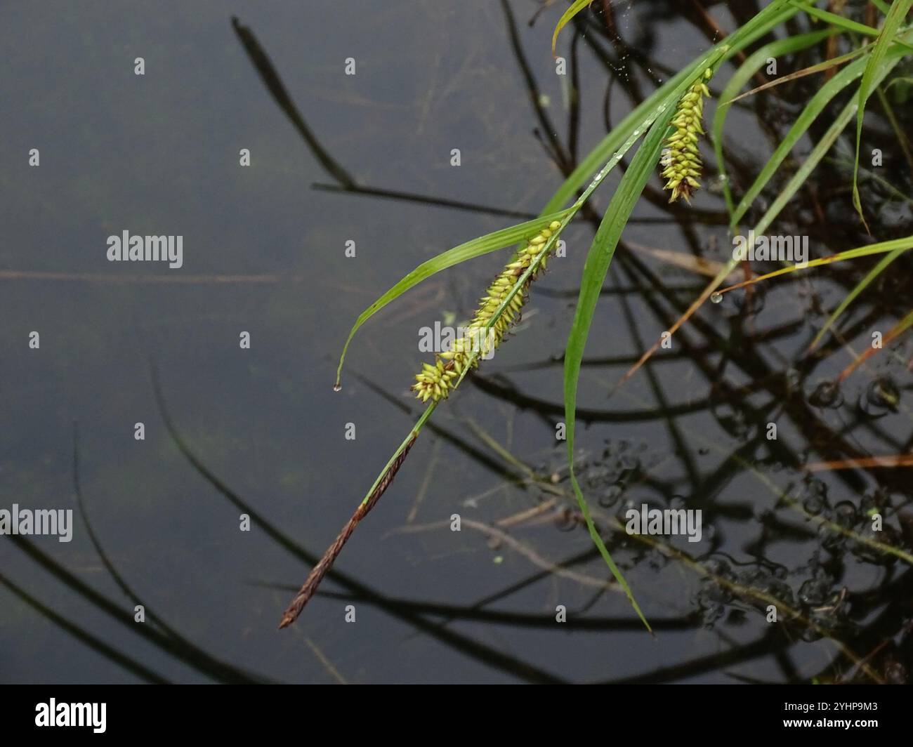 lake sedge (Carex lacustris Stock Photo - Alamy