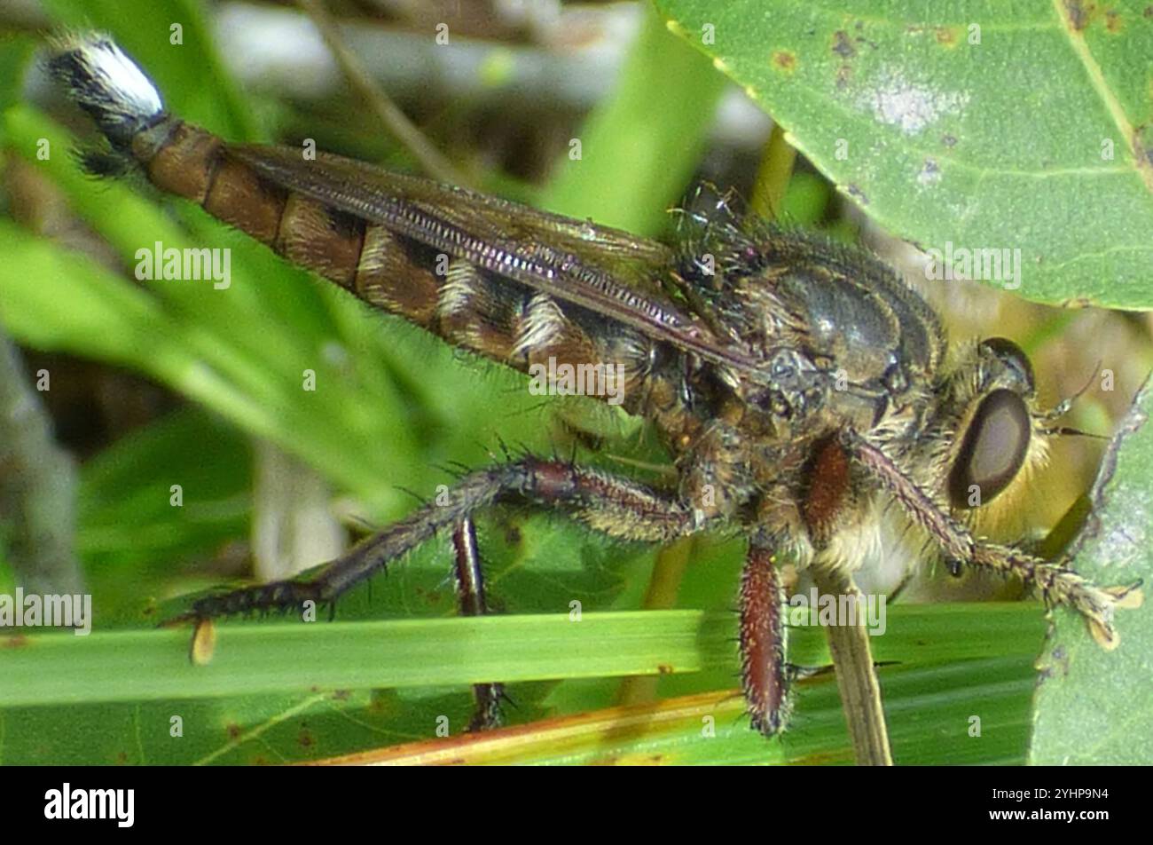 False bee killer hi-res stock photography and images - Alamy