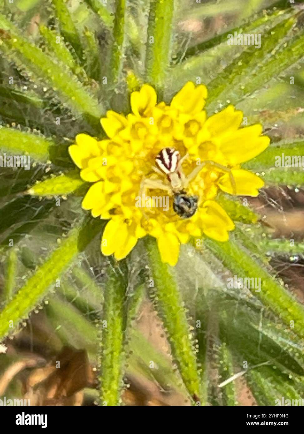 Fitchii hi-res stock photography and images - Alamy