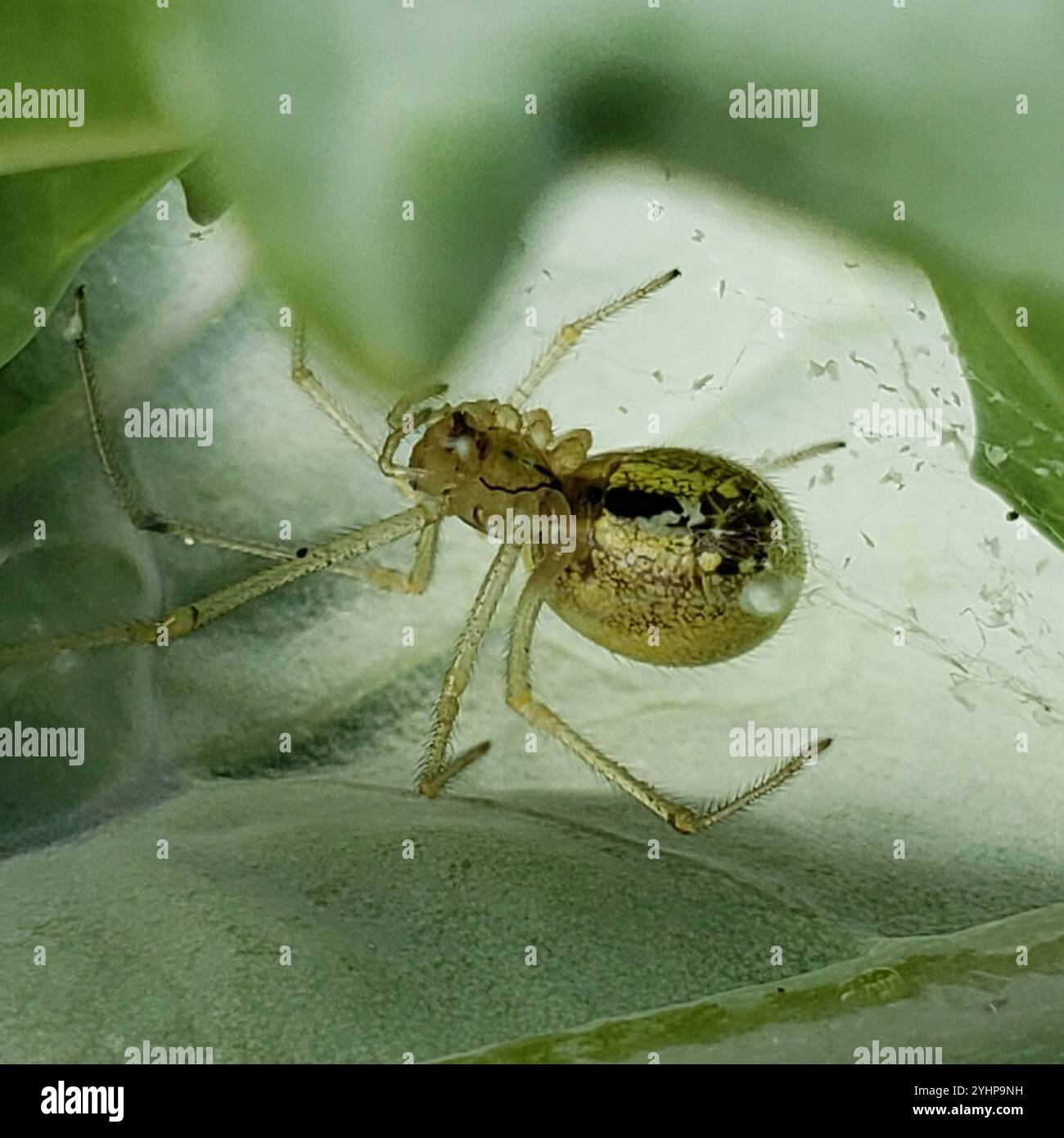 Common candy-striped spider (Enoplognatha ovata Stock Photo - Alamy