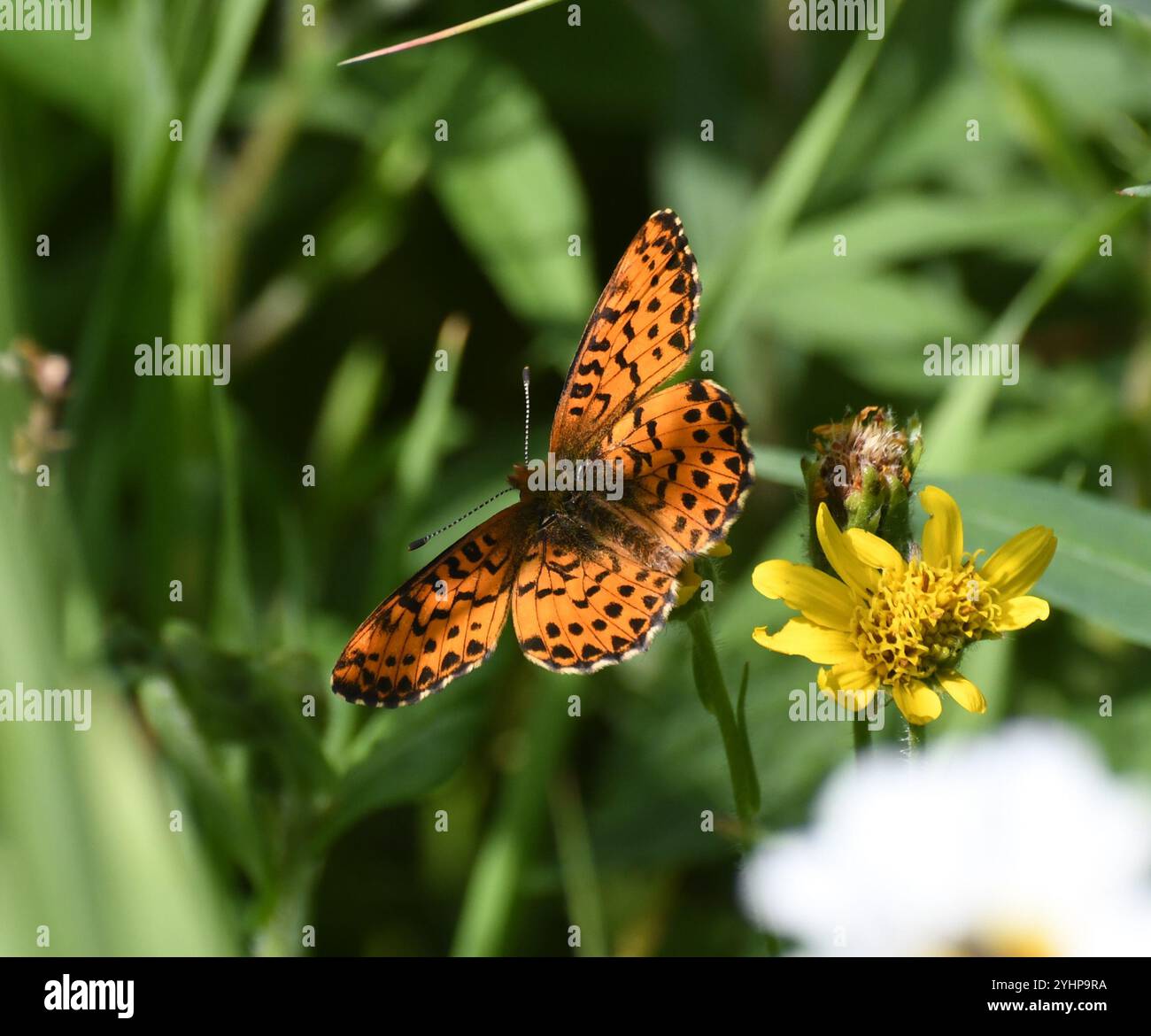 Arctic fritillary boloria hi-res stock photography and images - Alamy