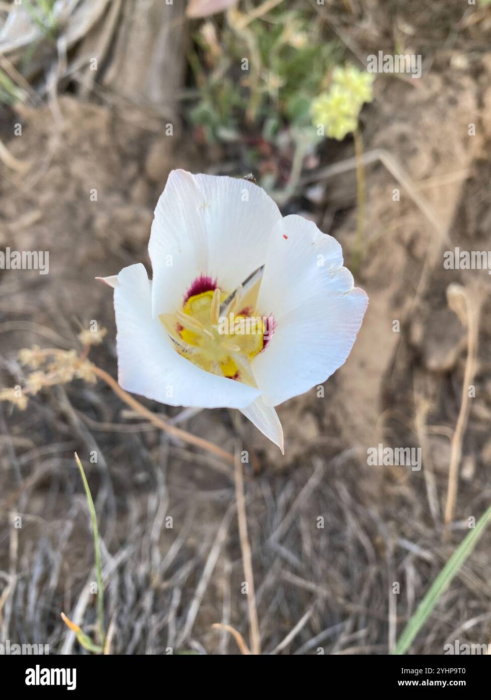 Sego lily calochortus nuttallii hi-res stock photography and images - Alamy