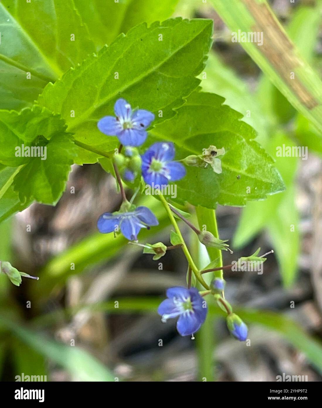 American brooklime hi-res stock photography and images - Alamy