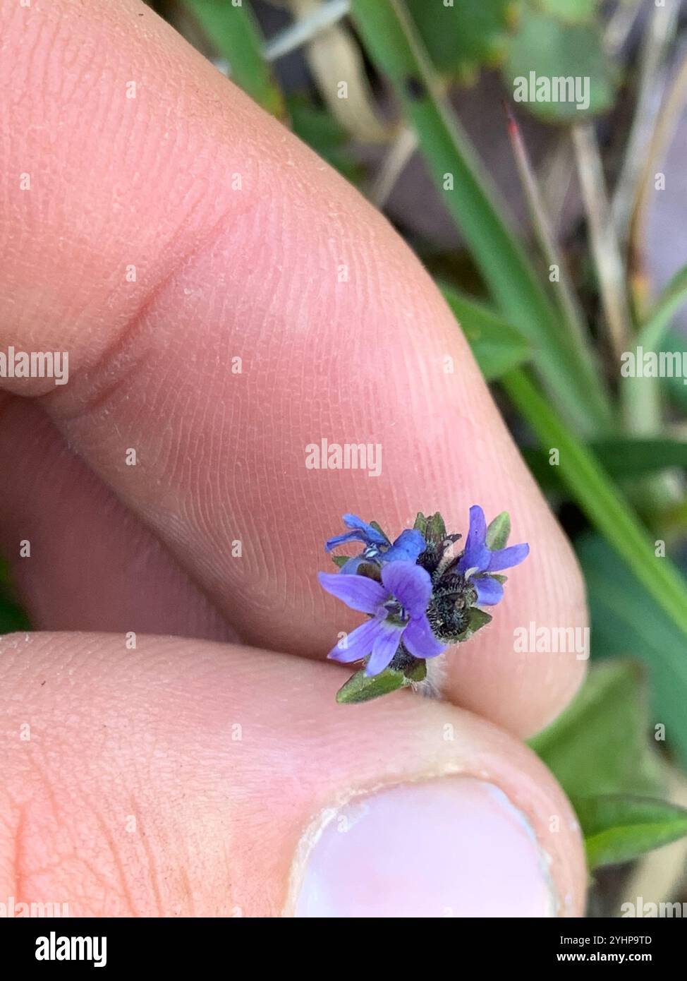 American alpine speedwell hi-res stock photography and images - Alamy
