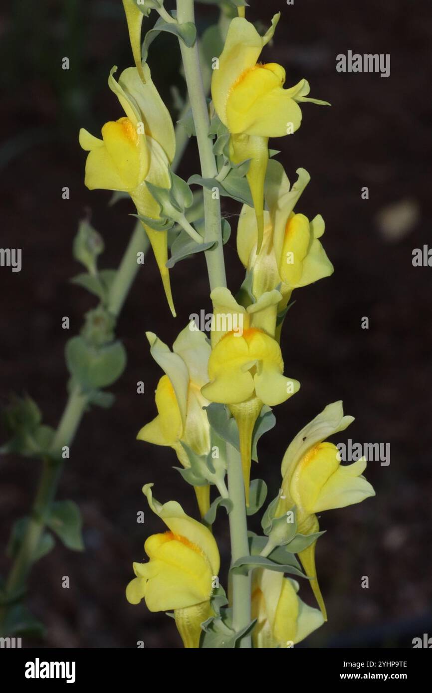 Balkan toadflax (Linaria dalmatica Stock Photo - Alamy