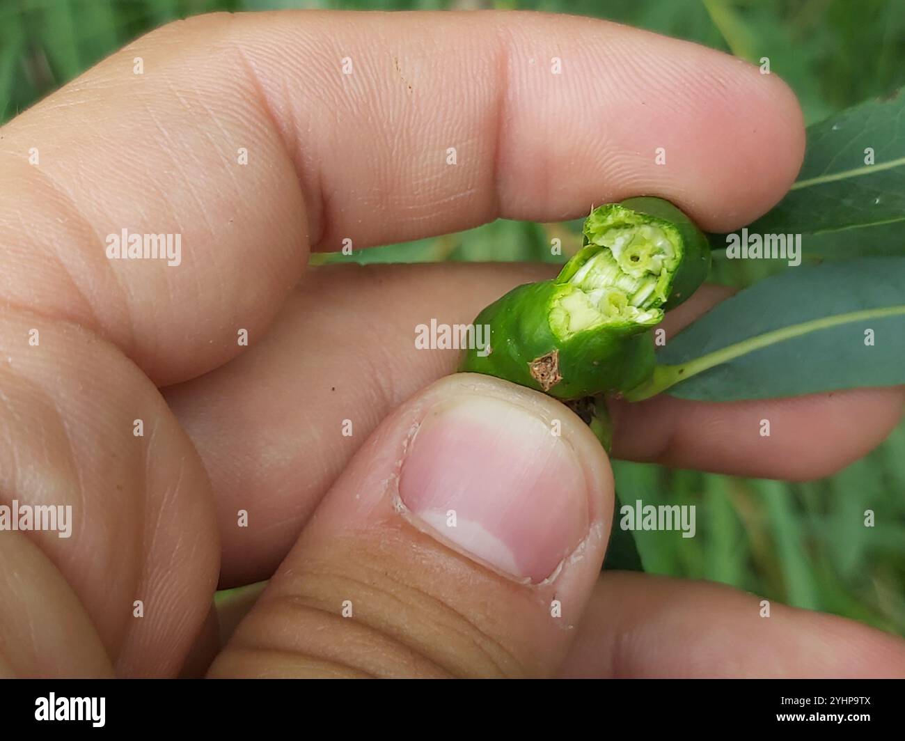 European Willow Stem Gall Midge (Rabdophaga salicis Stock Photo - Alamy
