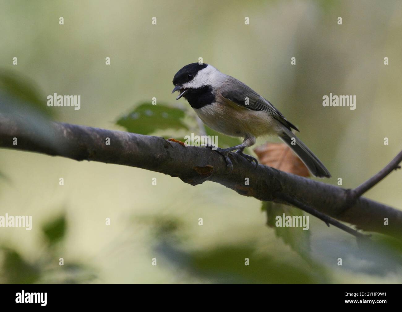 Carolina Chickadee (Poecile carolinensis Stock Photo - Alamy