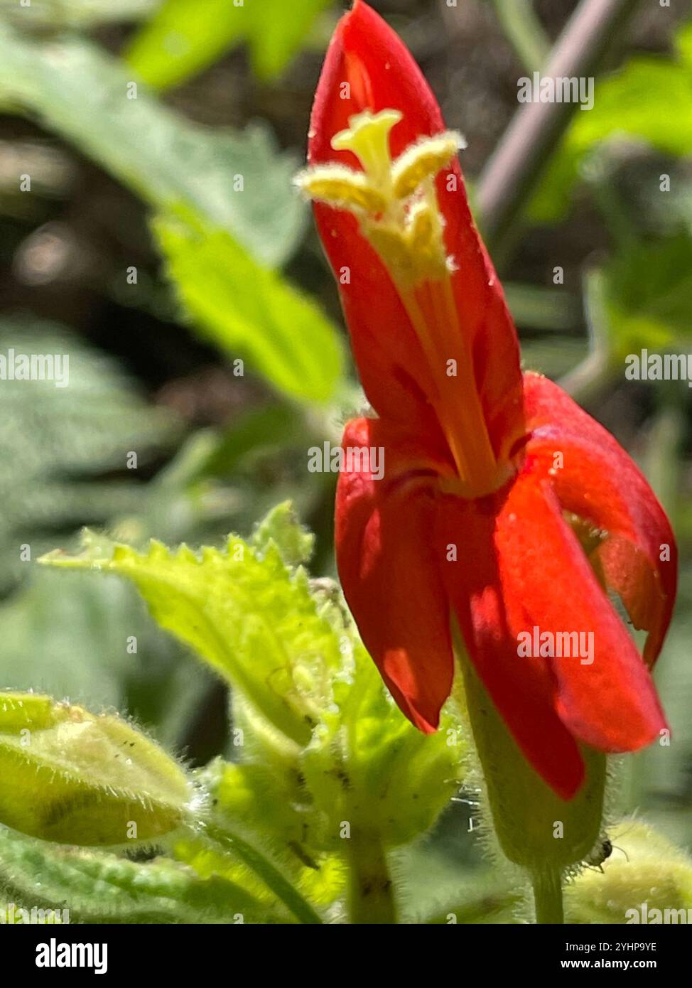 scarlet monkeyflower (Erythranthe cardinalis Stock Photo - Alamy