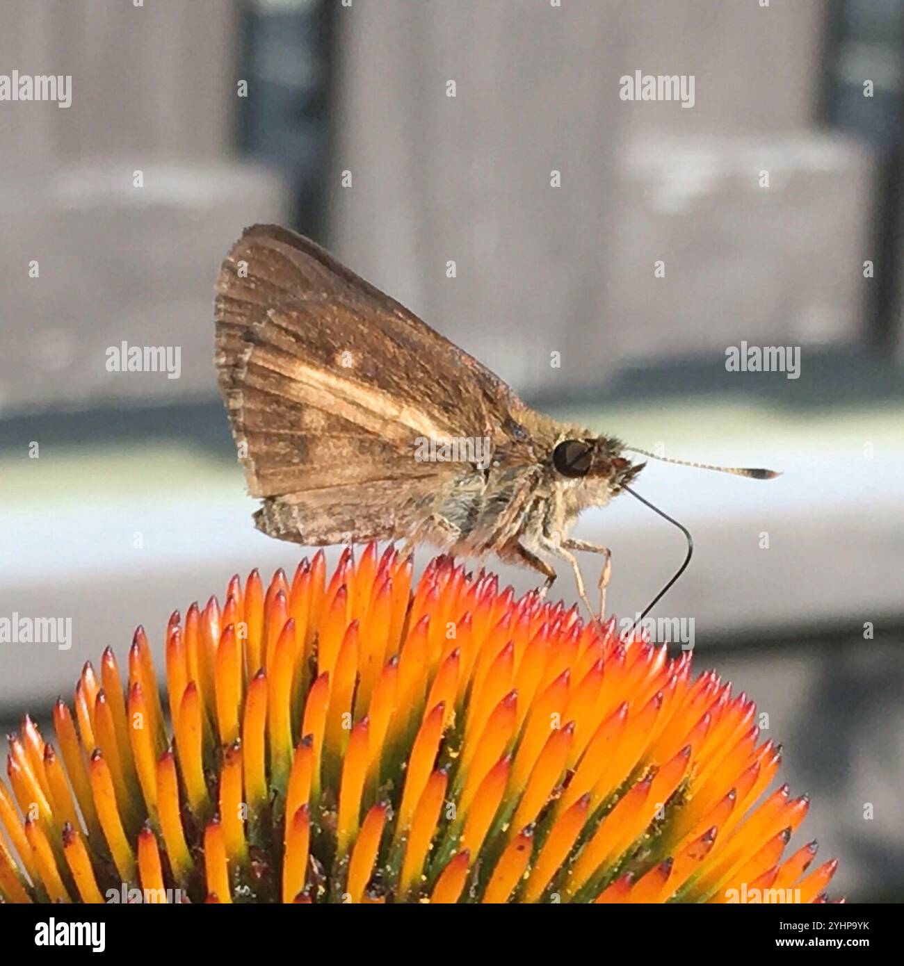 Poanes viator hi-res stock photography and images - Alamy