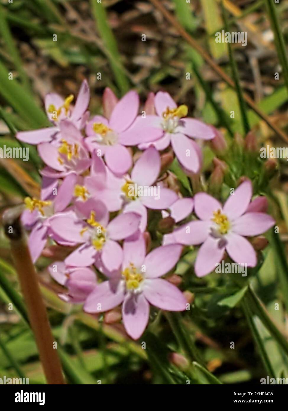 Common centaury (Centaurium erythraea Stock Photo - Alamy