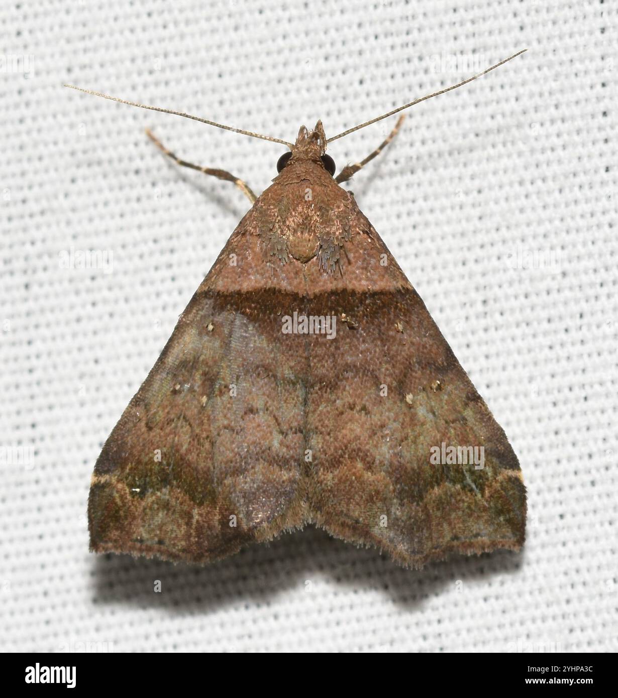 Ambiguous Moth (Lascoria ambigualis Stock Photo - Alamy