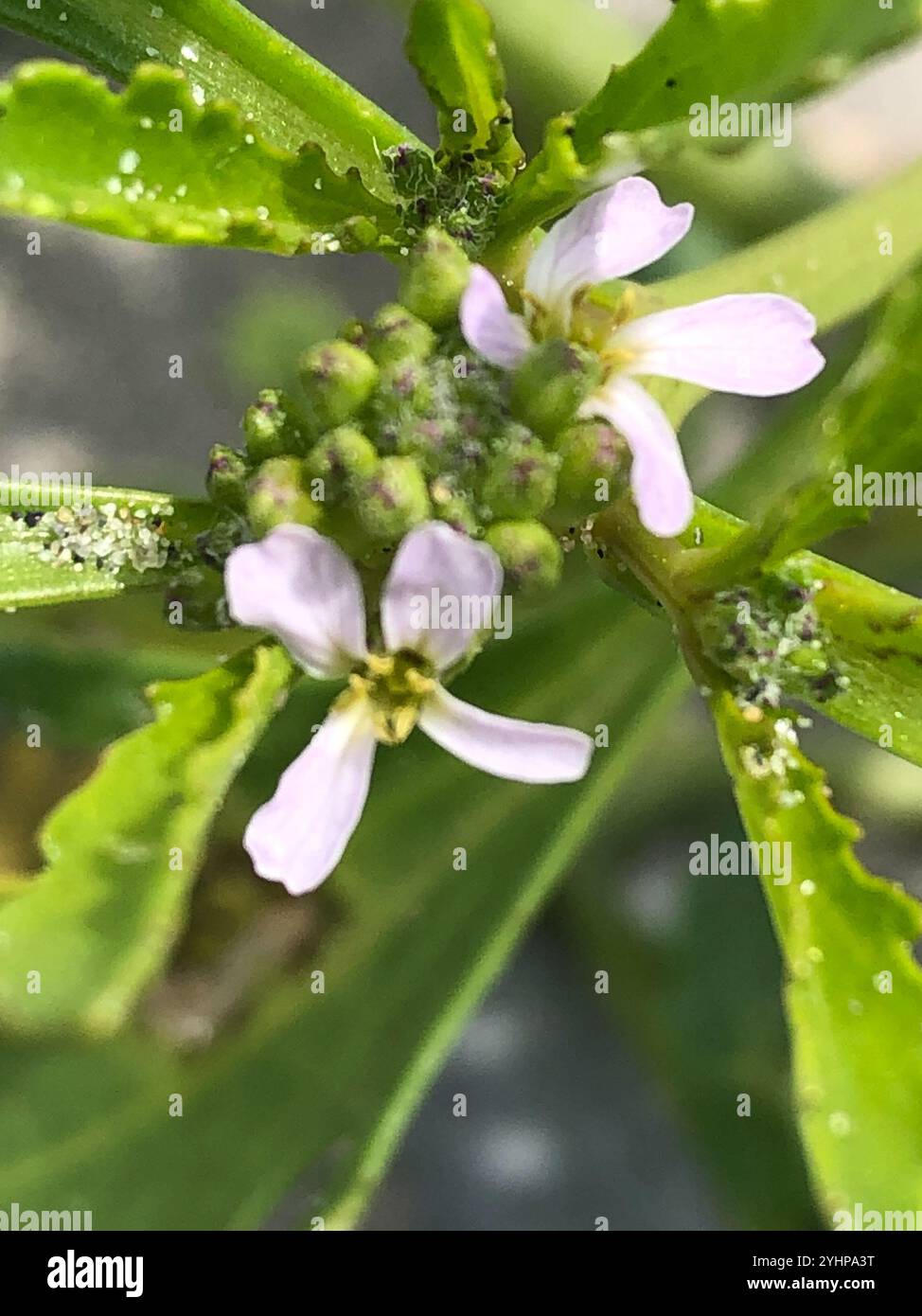 American searocket (Cakile edentula Stock Photo - Alamy