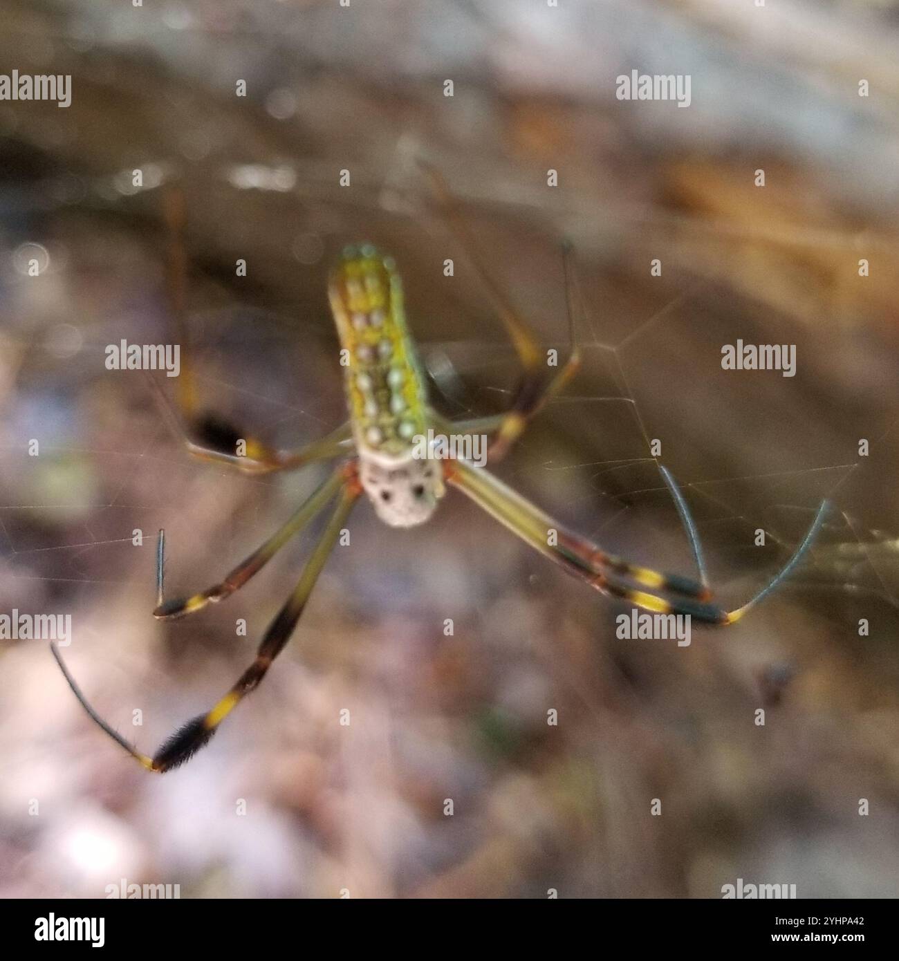 Golden Silk Spider (Trichonephila clavipes Stock Photo - Alamy