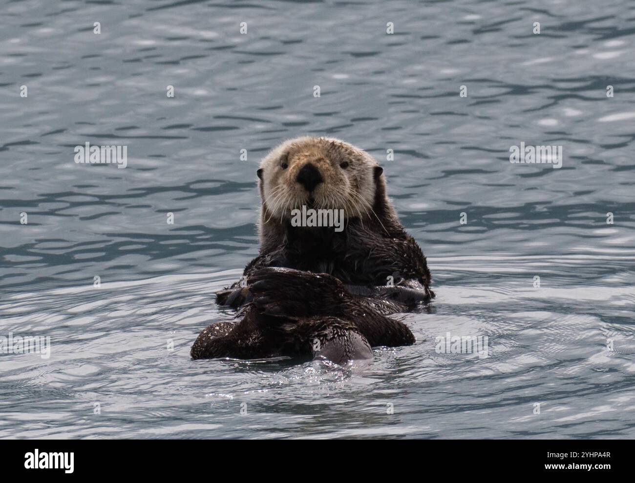 Sea Otter (Enhydra lutris Stock Photo - Alamy