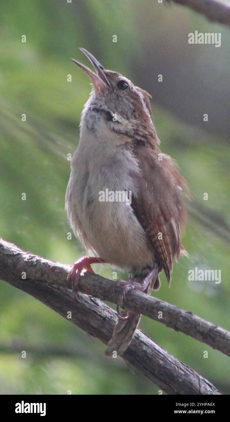 Carolina Wren (Thryothorus ludovicianus Stock Photo - Alamy