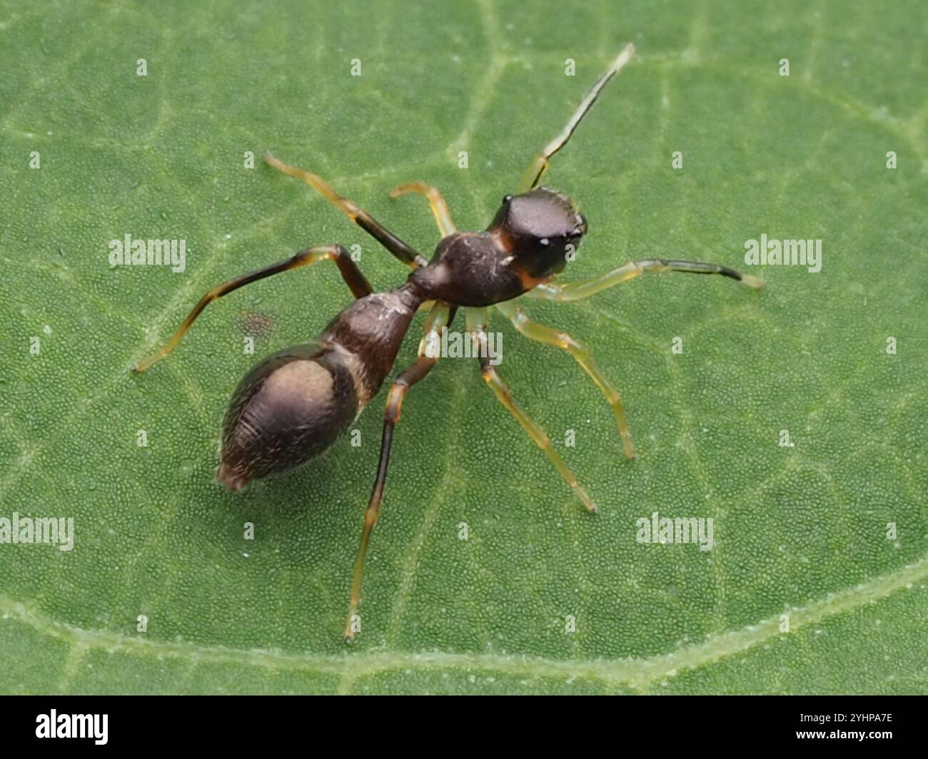 Slender Ant-mimic Jumping Spider (Synemosyna formica Stock Photo - Alamy