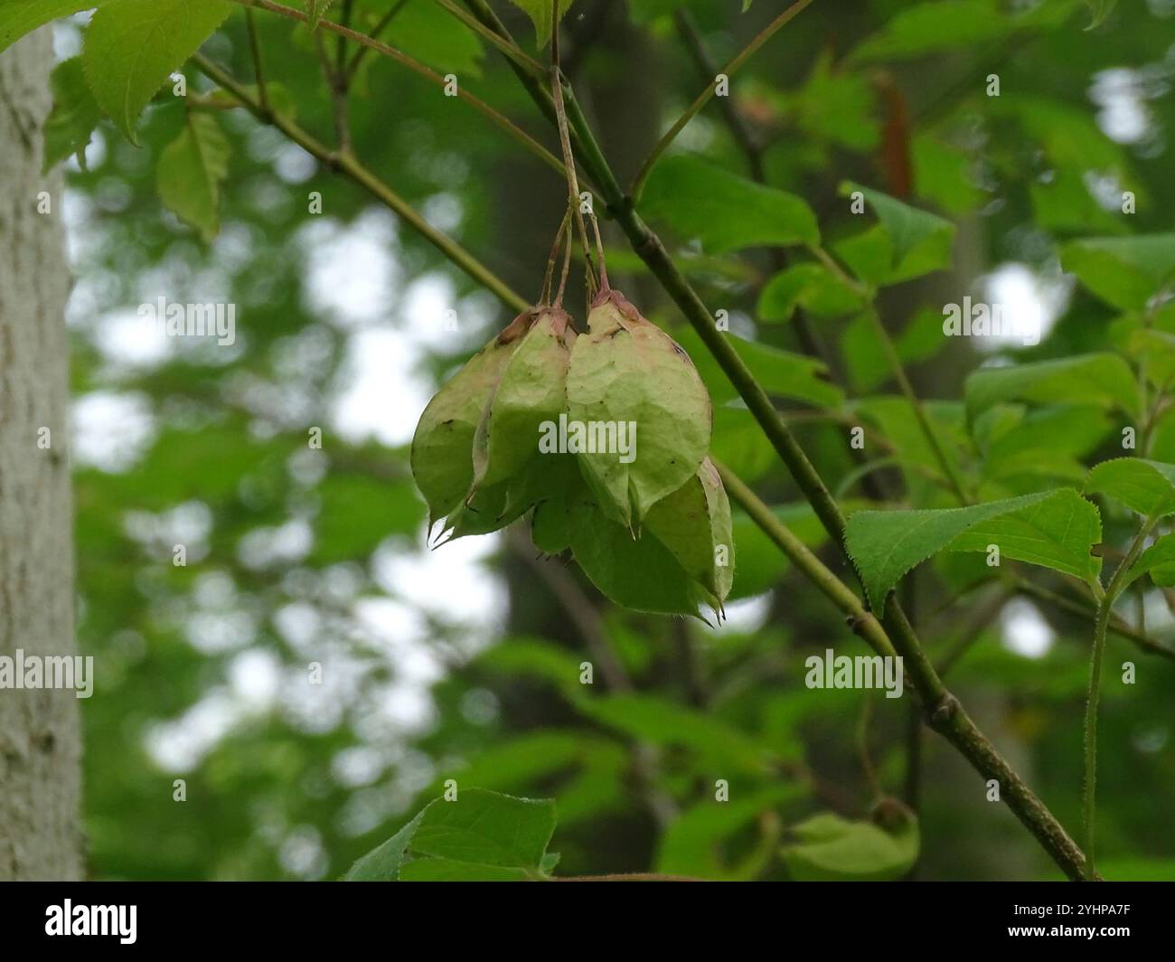 American bladdernut (Staphylea trifolia Stock Photo - Alamy