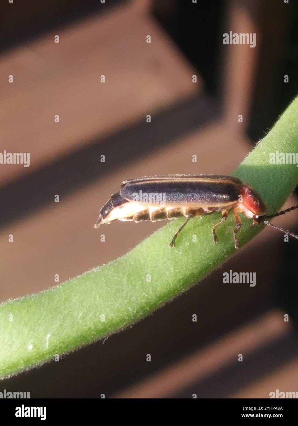 Common Eastern Firefly (Photinus pyralis Stock Photo - Alamy